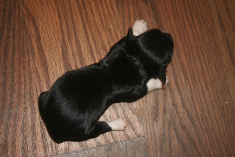 Lucy Male 2 | KASE Havanese